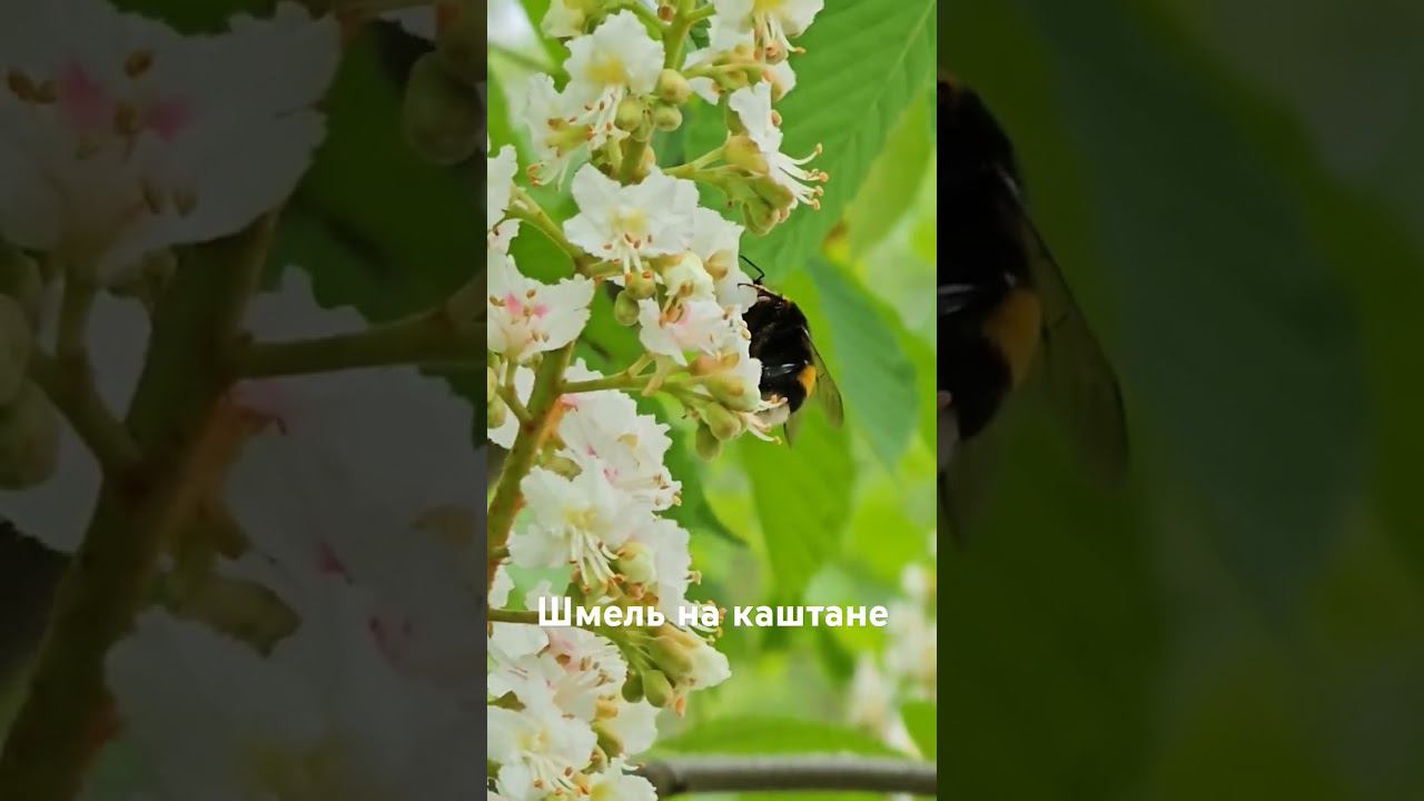 Шмель на каштане #шмель #каштан