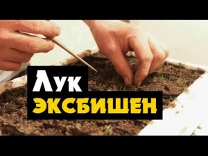 Вырастить лук эксибишен рассадой