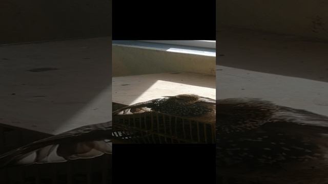 Скворец принимает солнечные ванны