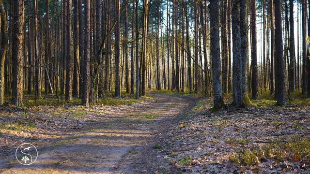 Прогулка по весеннему лесу. Вечерние звуки природы в лесу. Природа. Птицы.Живая Природа.