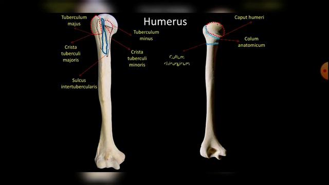Qo`l suyaklari. Kurak Scapula. Clavicula O`mrov. Yelka suyagi Humerus ...