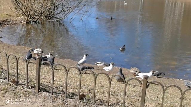 Птичий базар на Серебряном пруду.