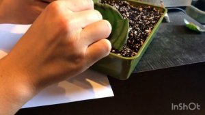Watermelon Peperomia (Peperomia argyreia) | Propagation