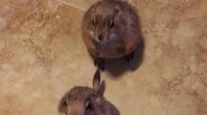 Степные собачки просят угощения