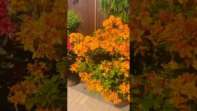 Азалия 🌺) более актуальная информация, в моей группе телеграмм https://t.me/S76Olga_76