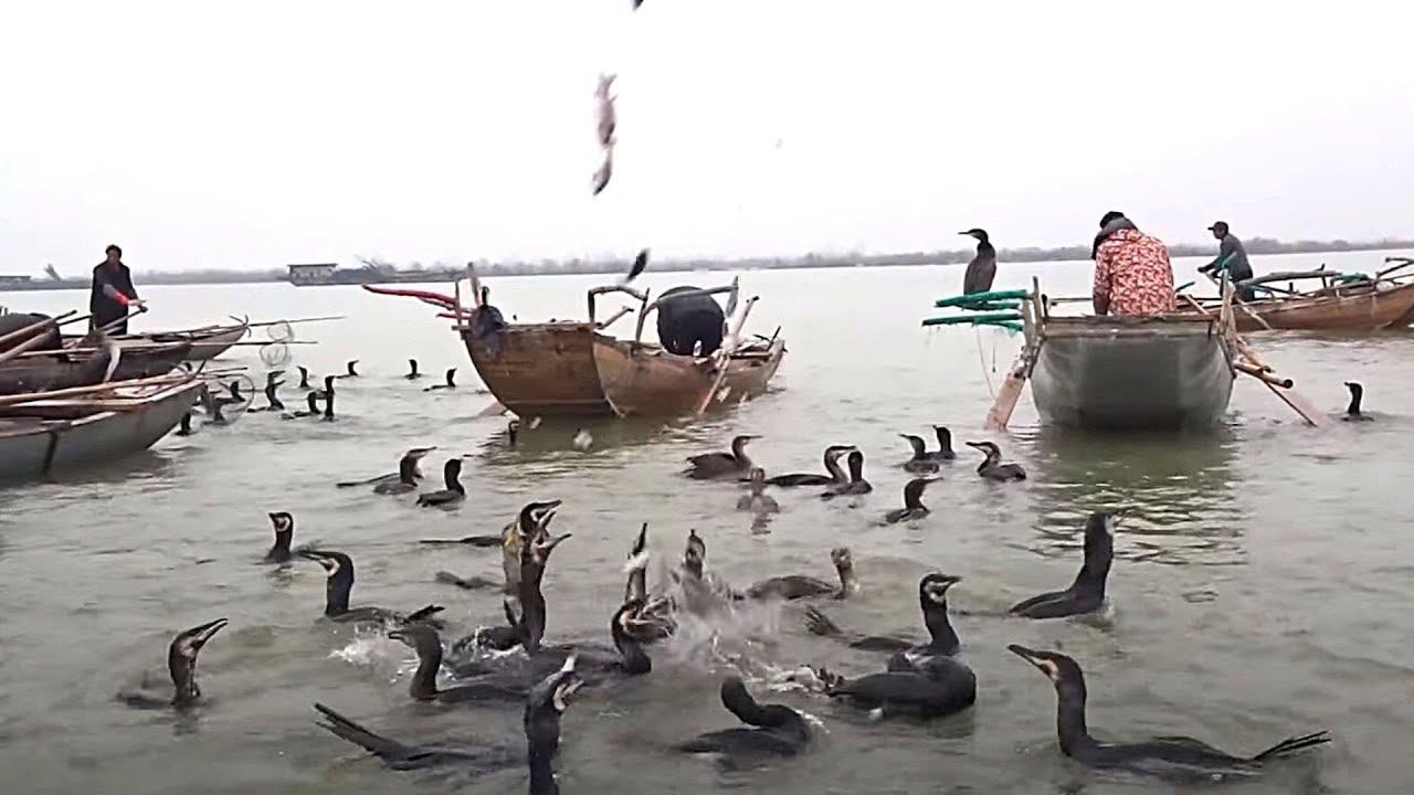 Сотня бакланов атакует косяк рыбы