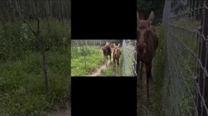 Бизон ? закручивает сваю?