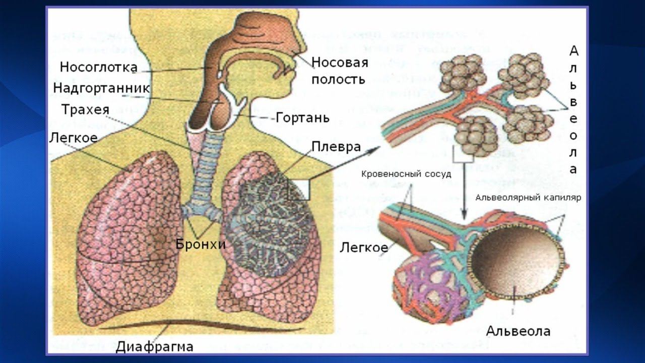 2.14. Массаж при заболеваниях органов дыхания. Массаж при пневмонии | Ммедицинский массаж. Цикл 2