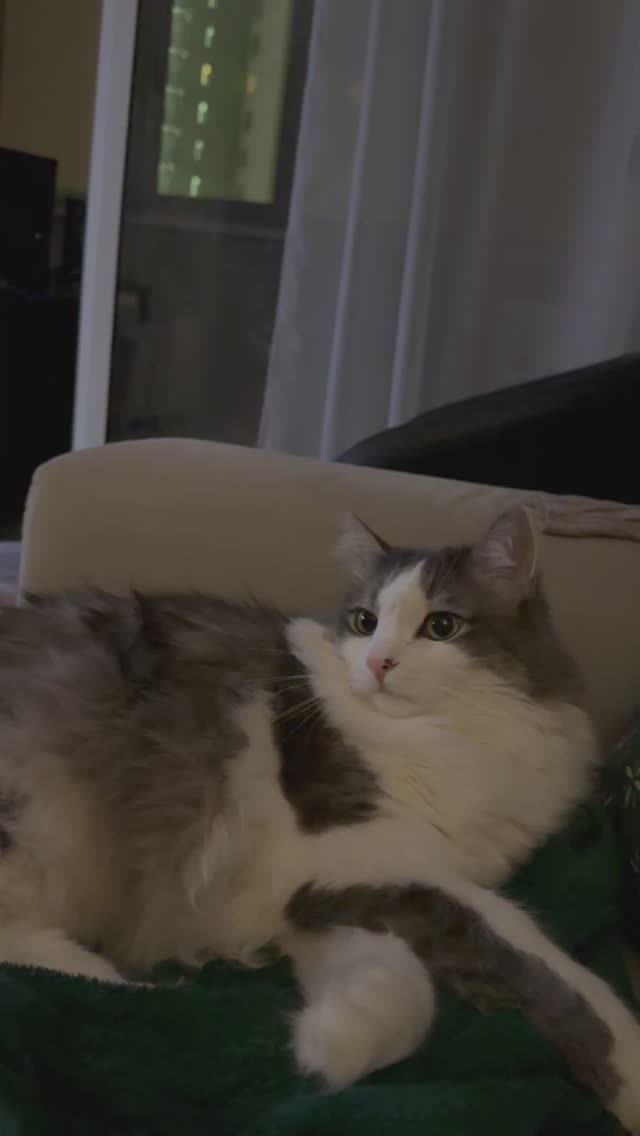 котик кусака