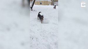 Собака учится делать снеговика