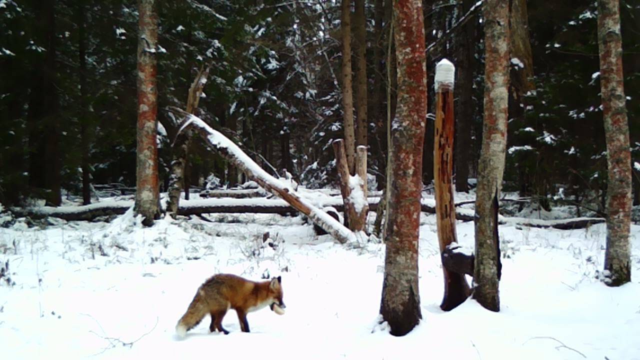 Лисичка посетила солонец.