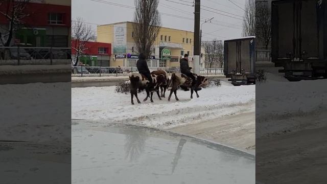 VID-20221219-WA0003.mp4
