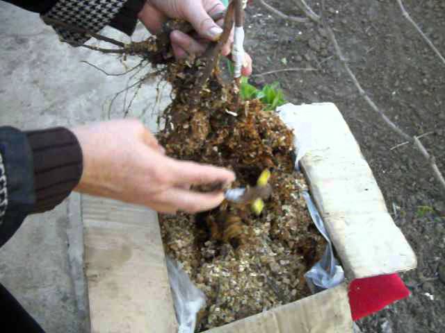 Зимняя прививка черешни, потрясающий эффект