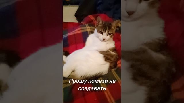 #кот Я сегодня на волне...прошу помехи не создавать