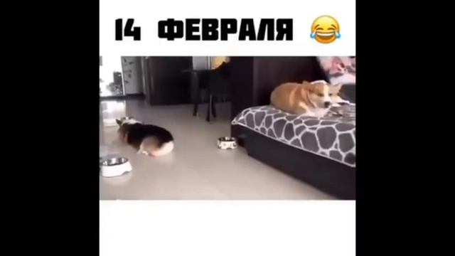 Смешные виде с соц сетей #1