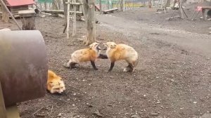 Кричащие лисицы