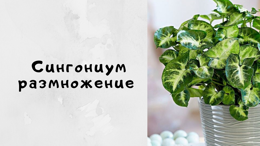 СИНГОНИУМ. РАЗМНОЖЕНИЕ ЧЕРЕНКОМ. ФОРМИРОВАНИЕ ПЫШНОГО КУСТА. ЛИАНА.