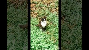 Самый смелый залез на дерево🐱🌲