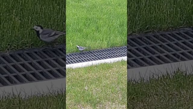 трясогуска.mp4