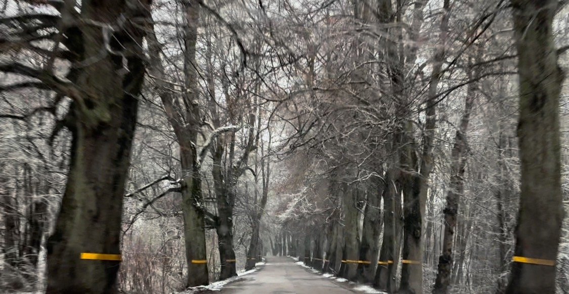Дорога из Балтийска в Зеленоградск. Олени. 01.01.2024