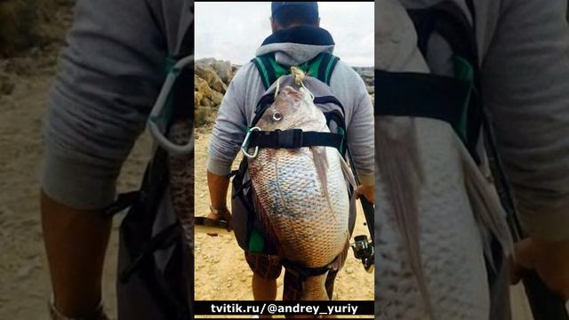 Рыбак - Рыбаку - Рознь #shorts