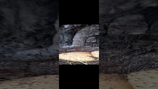 ❗Грибы в октябре❗Чешуйчатка обыкновенная❗#shorts #short #video #грибы #fun #funny #nature #природа