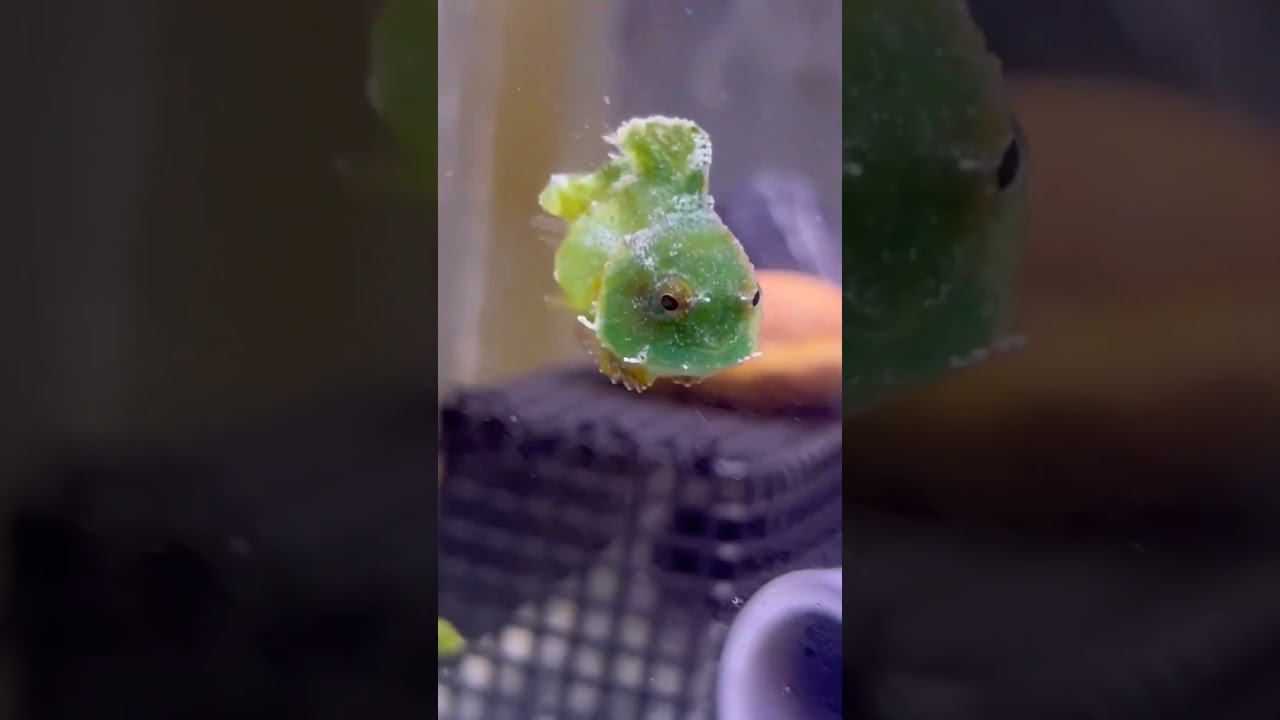 Lethotremus awae — это очень маленькая рыбка, достигающая максимума в 2 см.