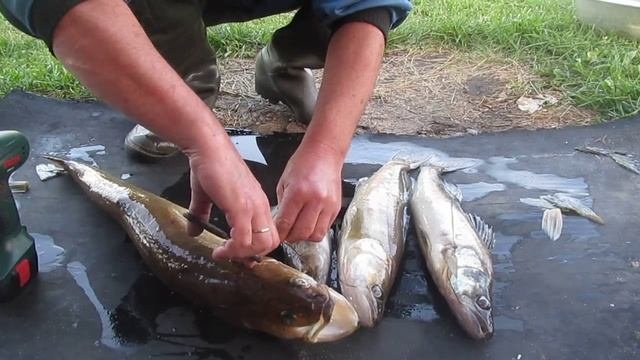 Чистка судака шуруповёртом.(часть 2, продолжение) [fkRuTVxn06E].mp4