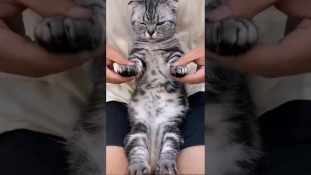 измученный кот