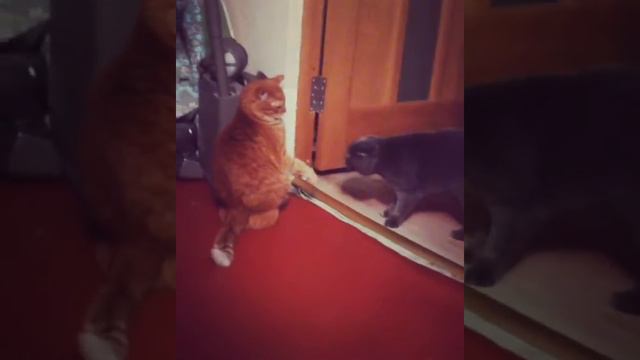 Полиция коты дерутся