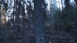 ВОЛЭНДЫ В ДЕЛЕ ‼️ Натаскивание охотничьих собак по Лосю ⁉️ Охота в ленинградской области…