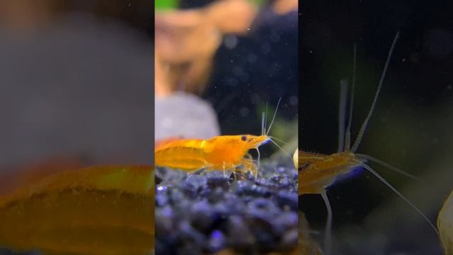 Аквариумистика #креветки вишня видео