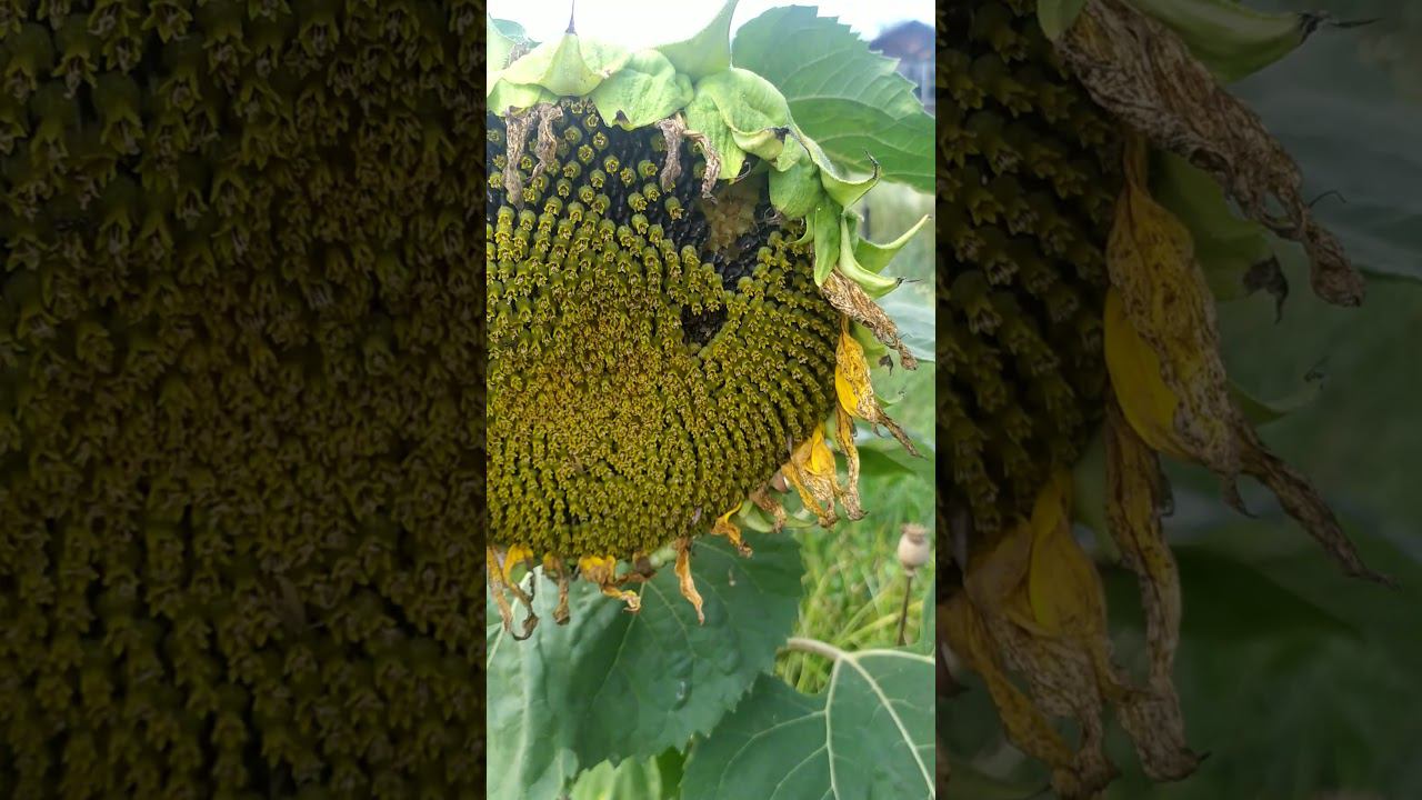 Сеем поверх #сорняков. Гениальный #Огород без труда