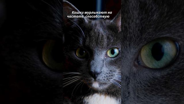 🐱🐱🐱