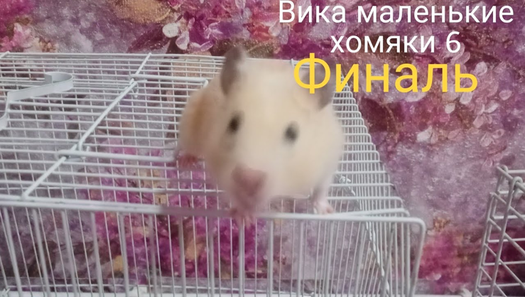 Вика маленькие хомяки 6 Финаль