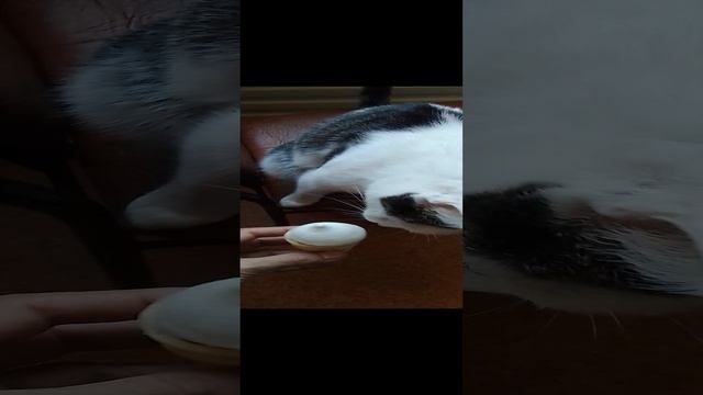 Ну не....mp4