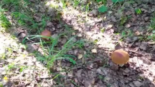 Грибные места Селигера и я немецкая овчарка Джессика их вам покажу , поляны благородных грибов.