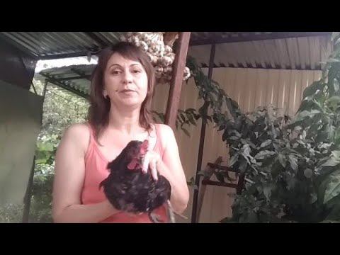 Как определить несётся курица или нет//Почему куры не несутся