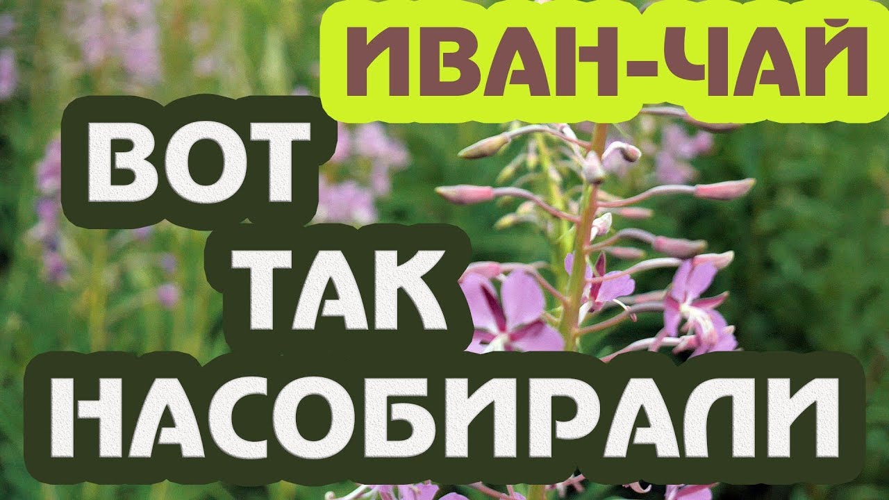 ДЕТИ СОБИРАЮТ ИВАН ЧАЙ. ЗАГОТОВКА, ФЕРМЕТАЦИЯ..mp4