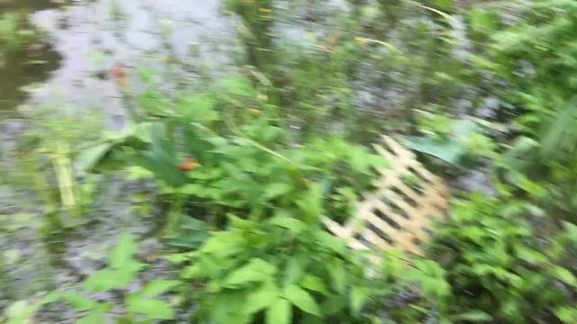 31 мая 2020 г. (1).mp4