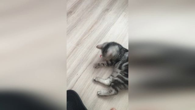 Играйте со своими котиками