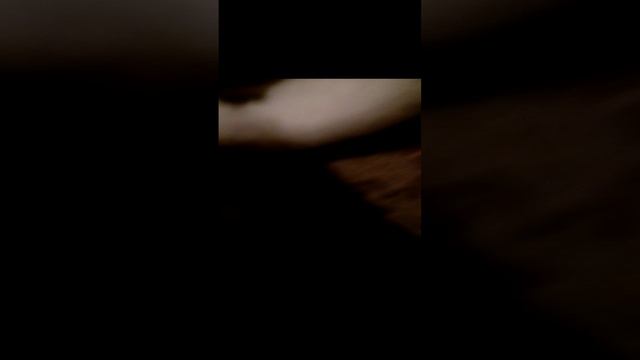 Котята малыши вышли на ночную прогулку под присмотром папы кота