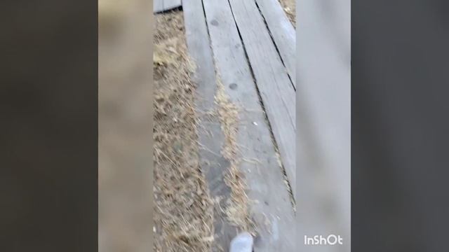 Аниматроники на даче