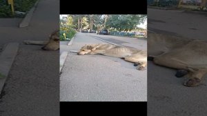 для Авито VID_20230720_062618.mp4