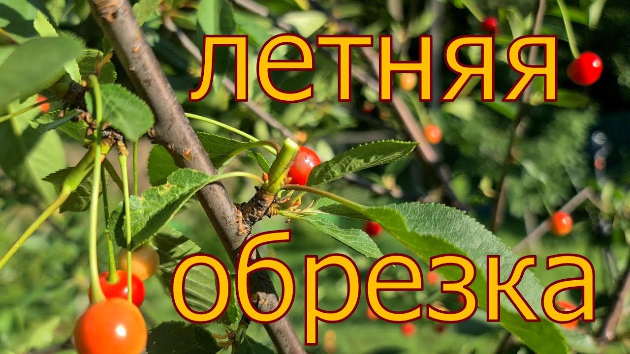 Нюансы летней обрезки ВИШНИ! Как ЧЕРЕШНЯ ?  или...Тверская область