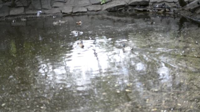 _DSC0009.MOV