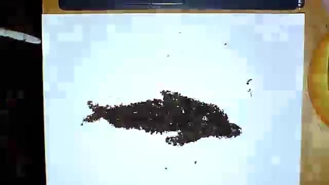ДЕЛЬФИН - СЫПУЧАЯ ТЕХНИКА.mp4