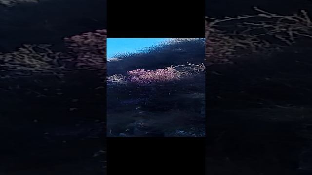 Доброе утро, Алтай!.mp4