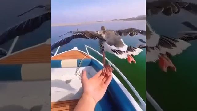 замедленный полет.