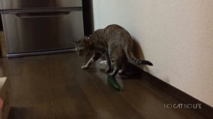 Cats Scared by Cucumbers Compilation.mp4